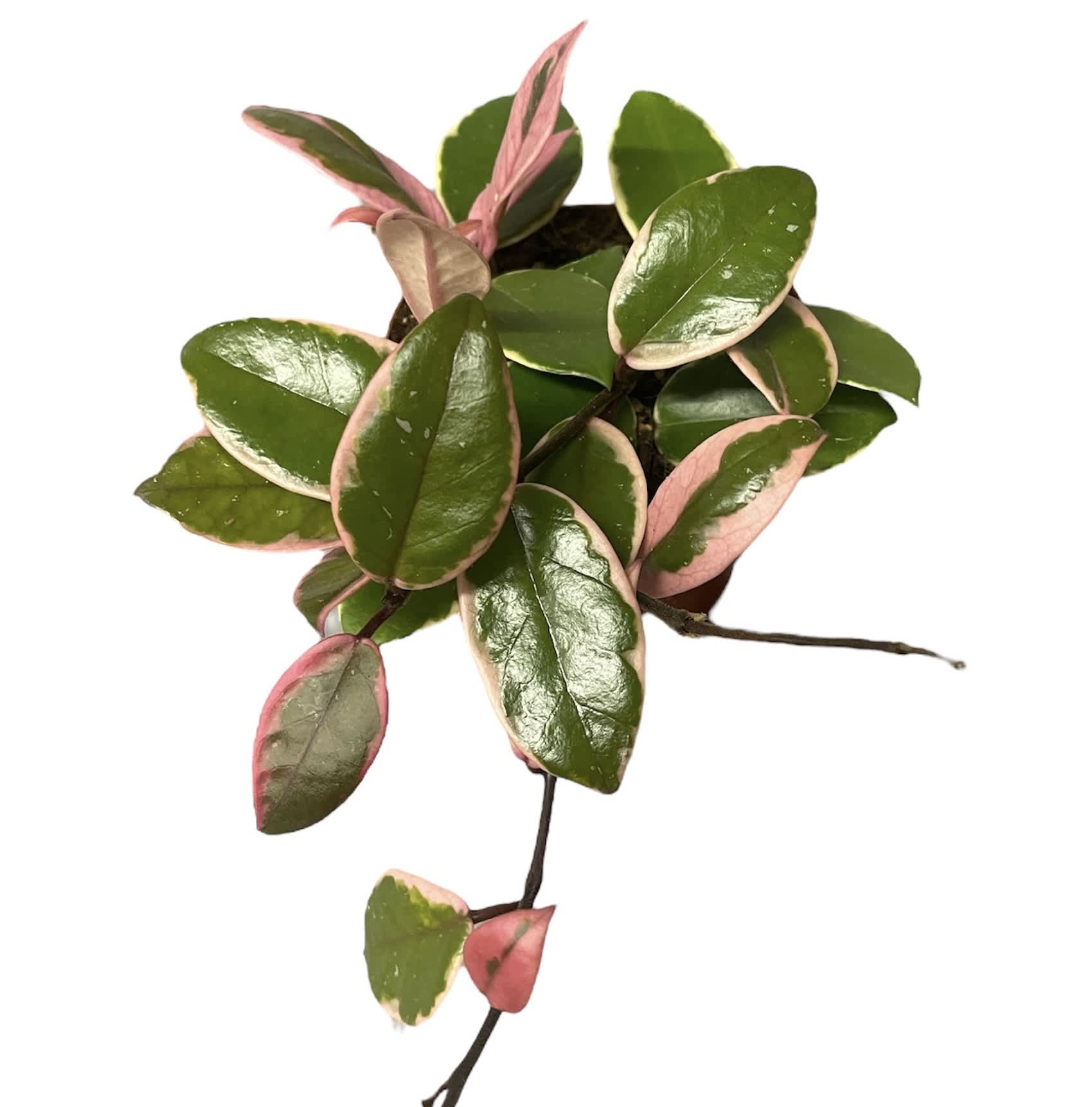 Hoya carnosa “Floraganza flamingo” 20cm – Quality Reptiles