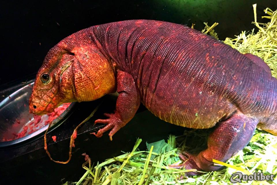 For Sale/Te Koop: High Red – red tegu – Tupinambis rufescens – Xena x ...